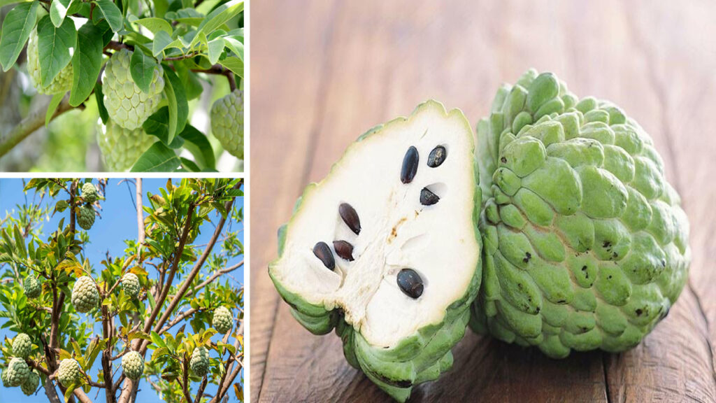 Cherimoya Growing Guide: How to Plant, Care, and Harvest Custard Apple ...