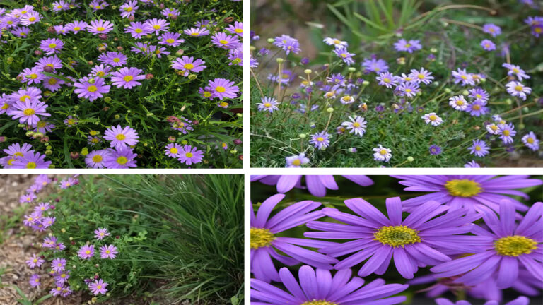 How to Grow Brachyscome (Swan River Daisy): Complete Planting, Care ...