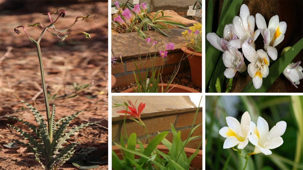 How to Grow Freesia Flowers: Complete Care, Planting, and Bloom Guide ...