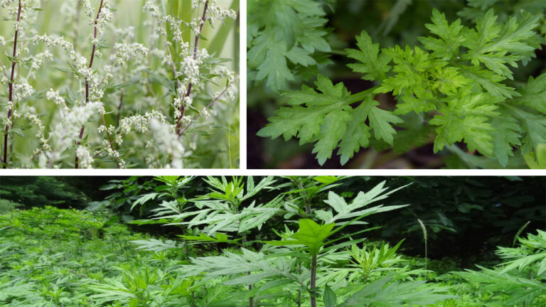 How to Grow Mugwort: Complete Planting, Care & Herbal Benefits Guide ...