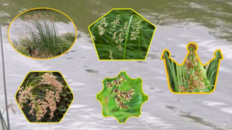 Scirpus Plant Growing Guide: How to Cultivate, Care, and Propagate ...